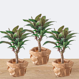 3 stuks Mini-palm Cordyline fruticosa Purple Compacta Ø6 - compacte ...